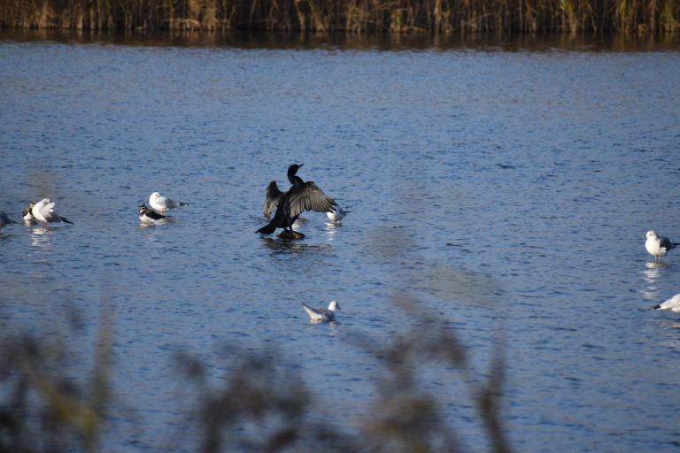 Stanwick Lakes: A Visitors Guide - Rushton Hall