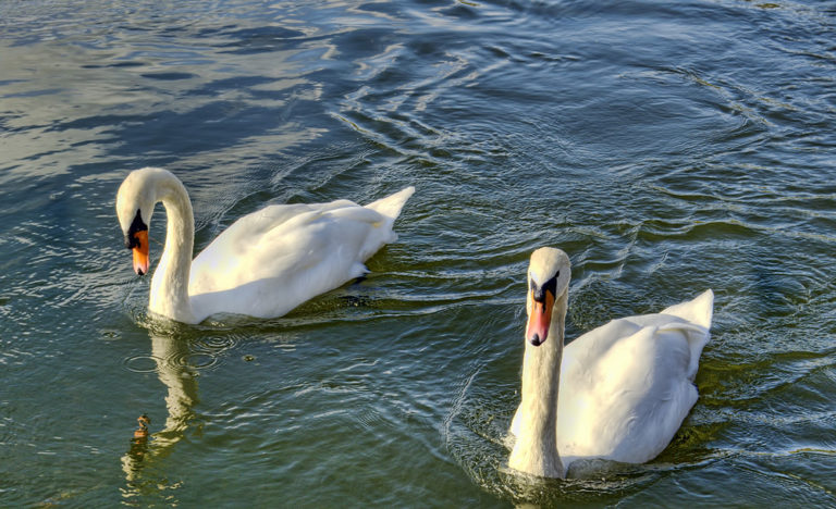 Stanwick Lakes: A Visitors Guide - Rushton Hall